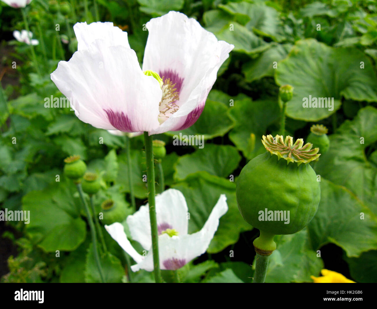 beautiful, beauteously, nice, flower, plant, poppy, material, drug ...