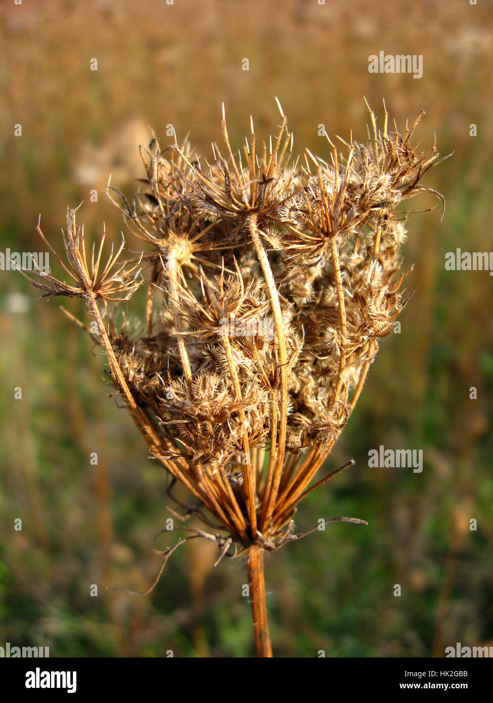 flower, plant, brown, brownish, brunette, dry, dried up, barren ...