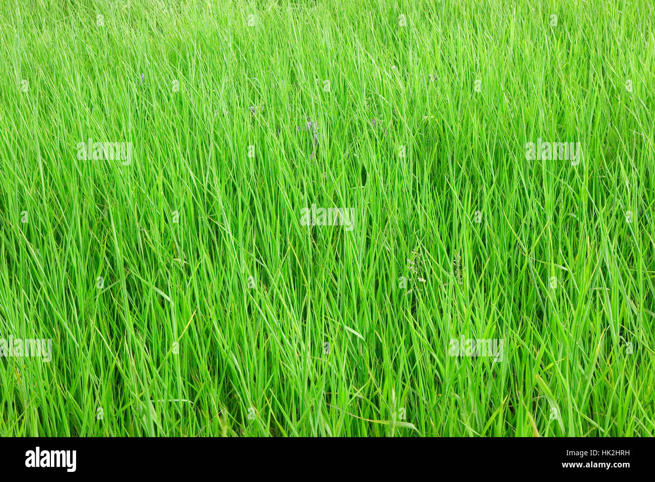 colour, space, agriculture, farming, field, summer, summerly ...