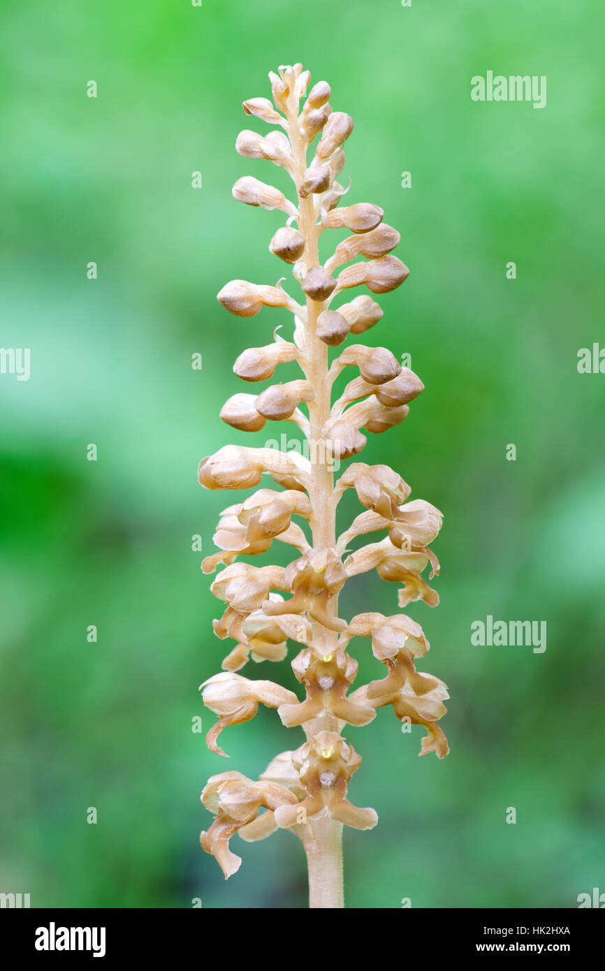 Bltenstand hi-res stock photography and images - Alamy