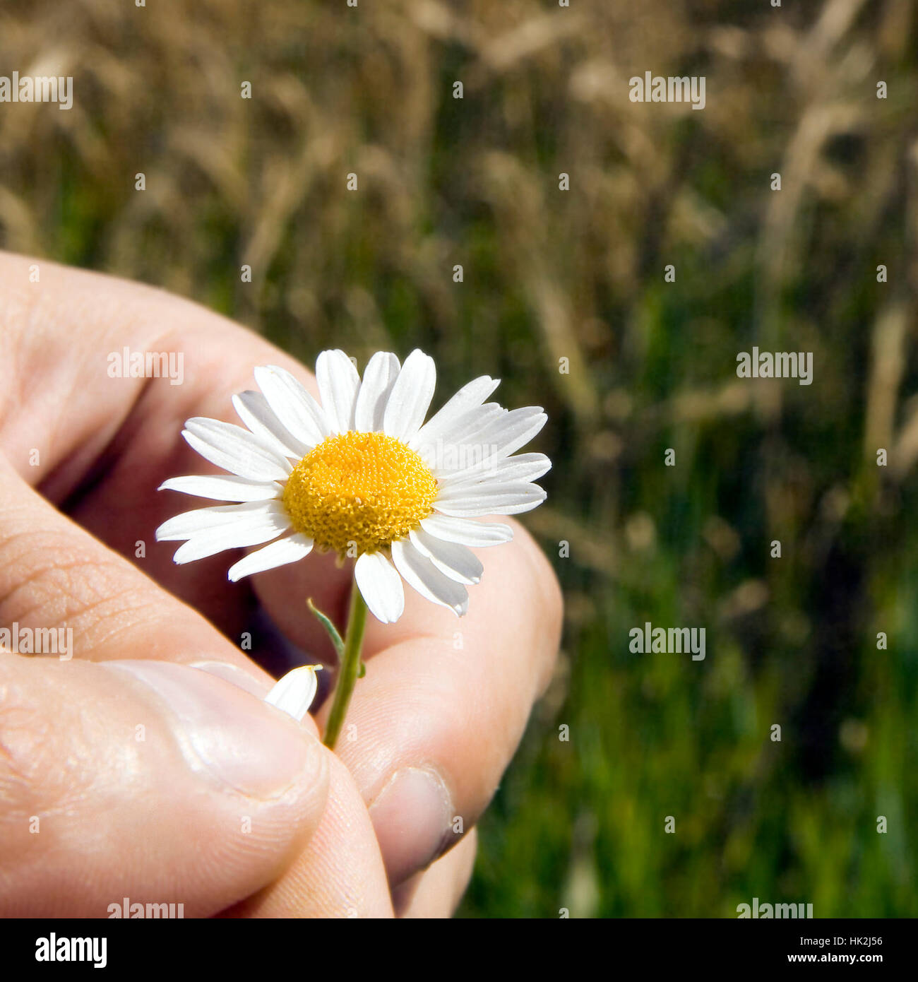 hand, finger, single, closeup, flower, plant, field, skin, flora ...