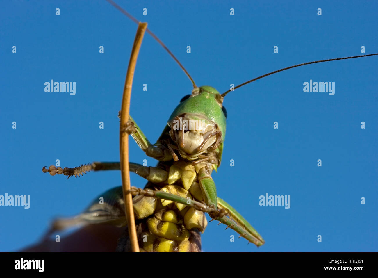macro, close-up, macro admission, close up view, joke, closeup, space ...