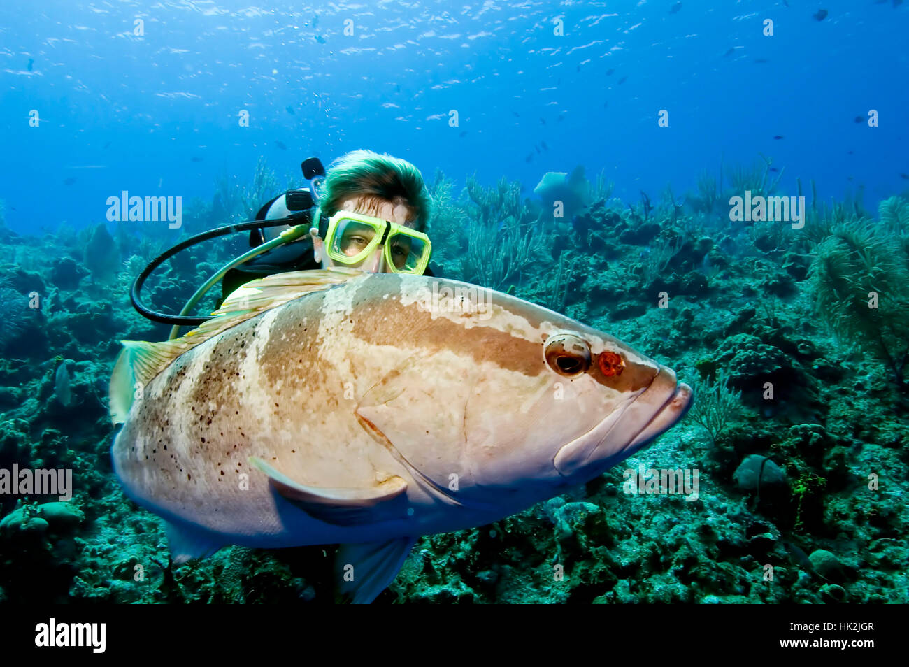 woman, fish, underwater, observation, interaction, diver, woman, spare ...