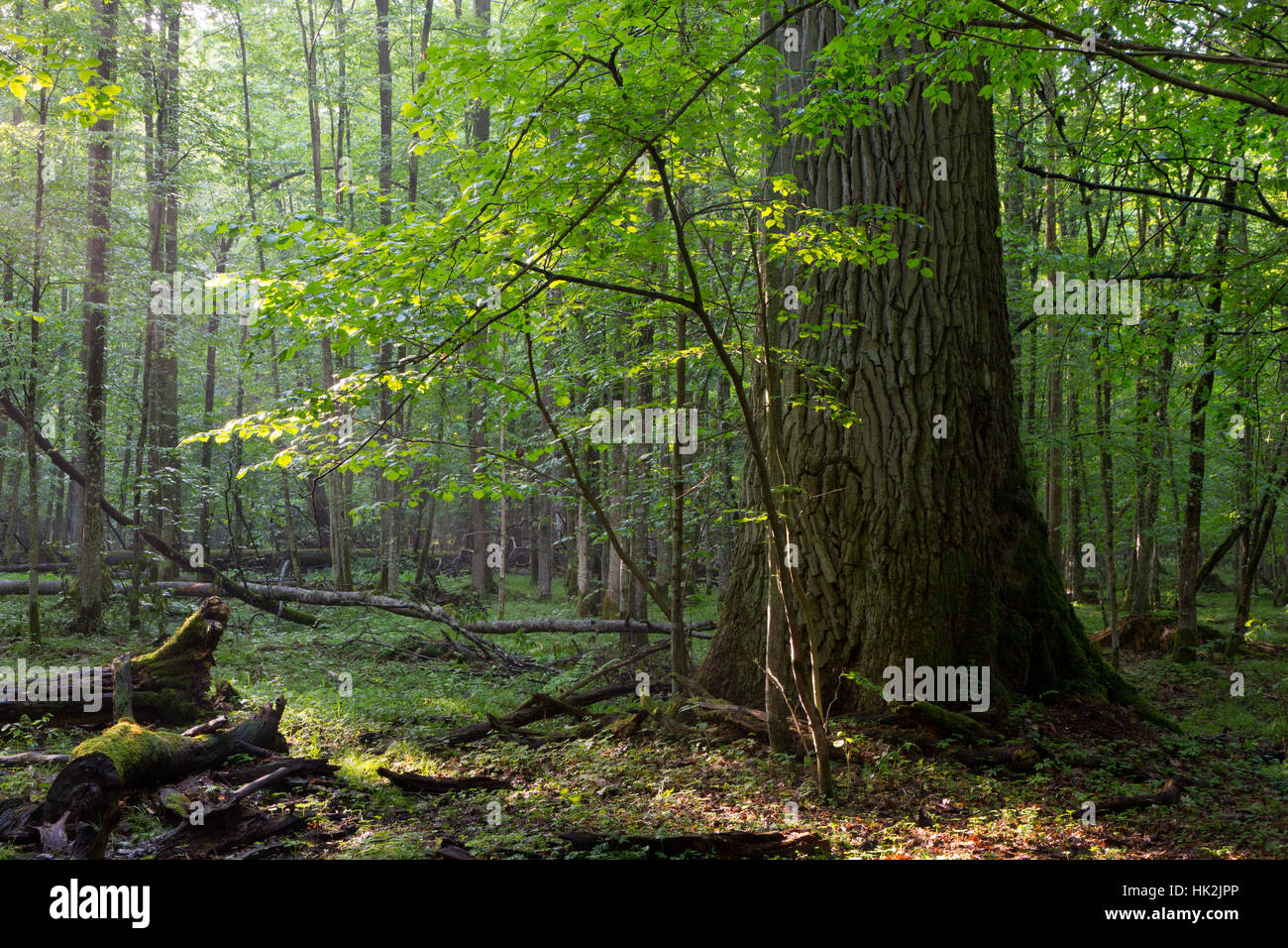 big, large, enormous, extreme, powerful, imposing, immense, relevant ...