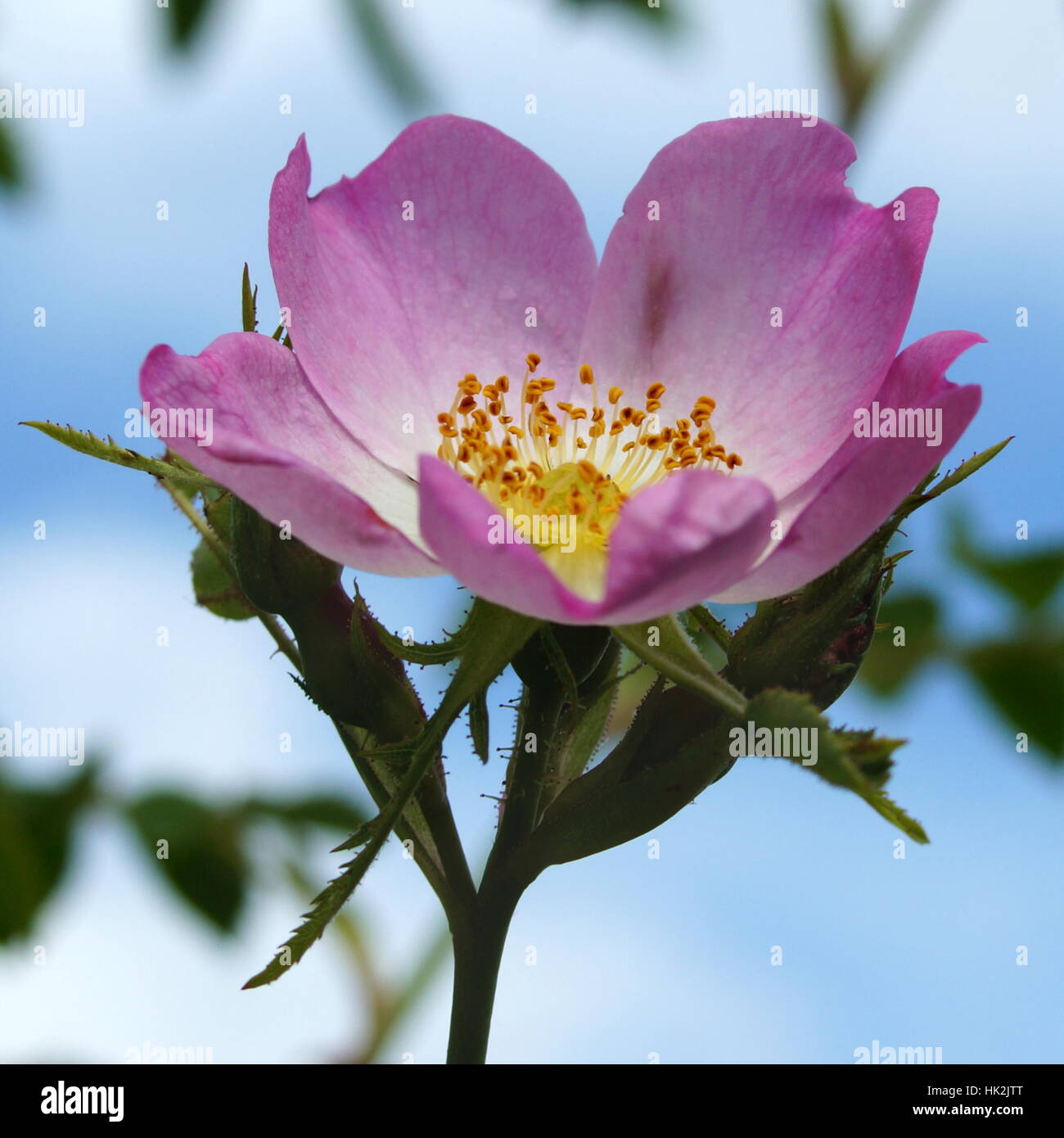 flower, plant, rose, bloom, blossom, flourish, flourishing, garden ...