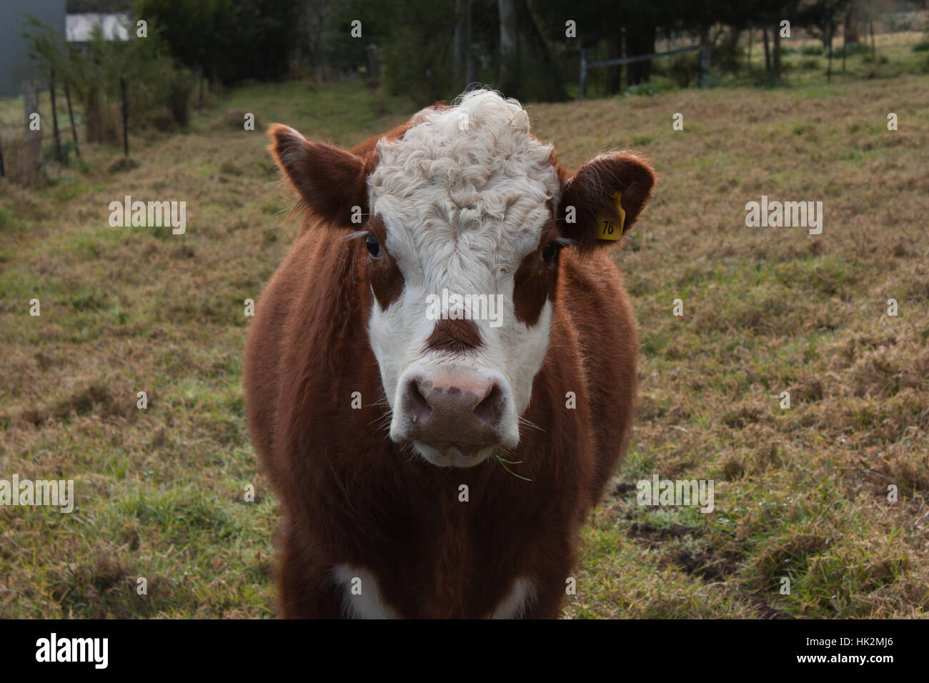 animal, agriculture, farming, cow, farm, dairy, rural, beef, peasant ...