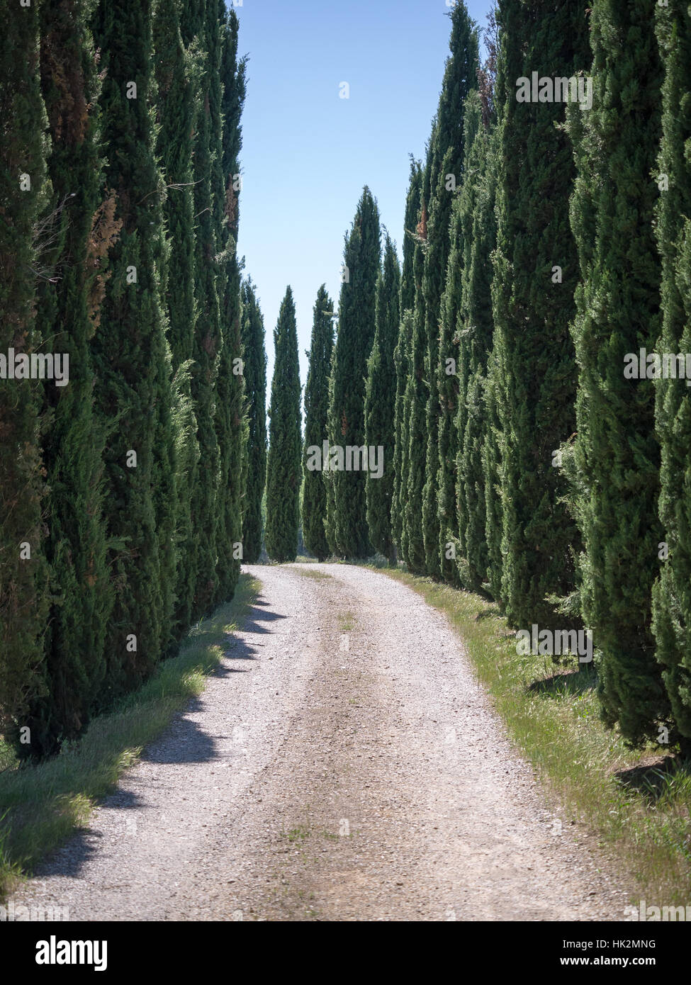 tree, trees, tuscany, cypress, landscape, scenery, countryside, nature ...