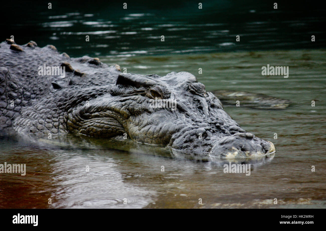 danger, closeup, reptile, teeth, crocodile, wildlife, predator, danger ...