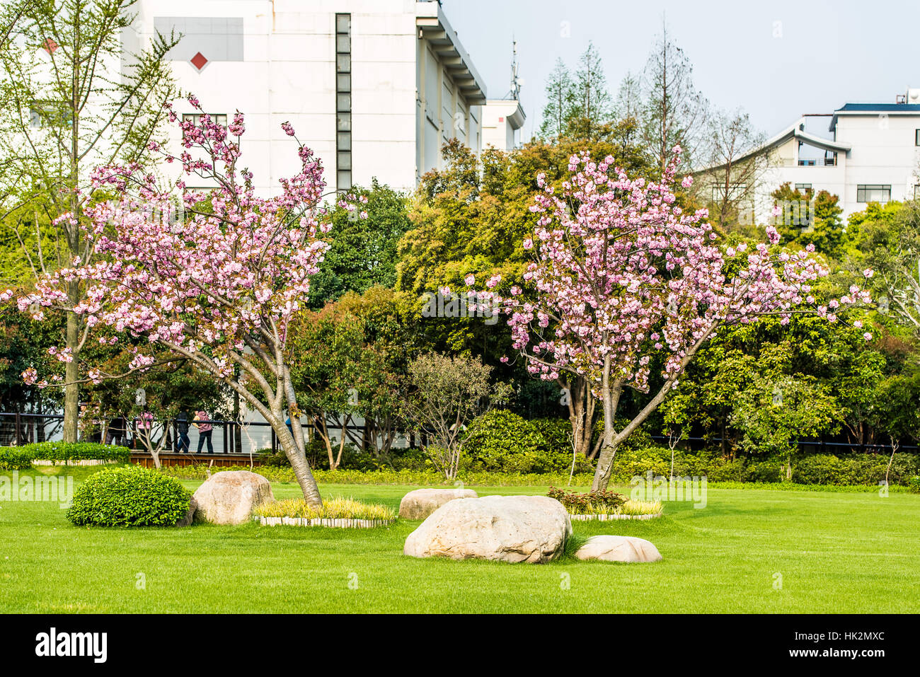 blossom cherry tree gucheng park in the city of shanghai china popular ...