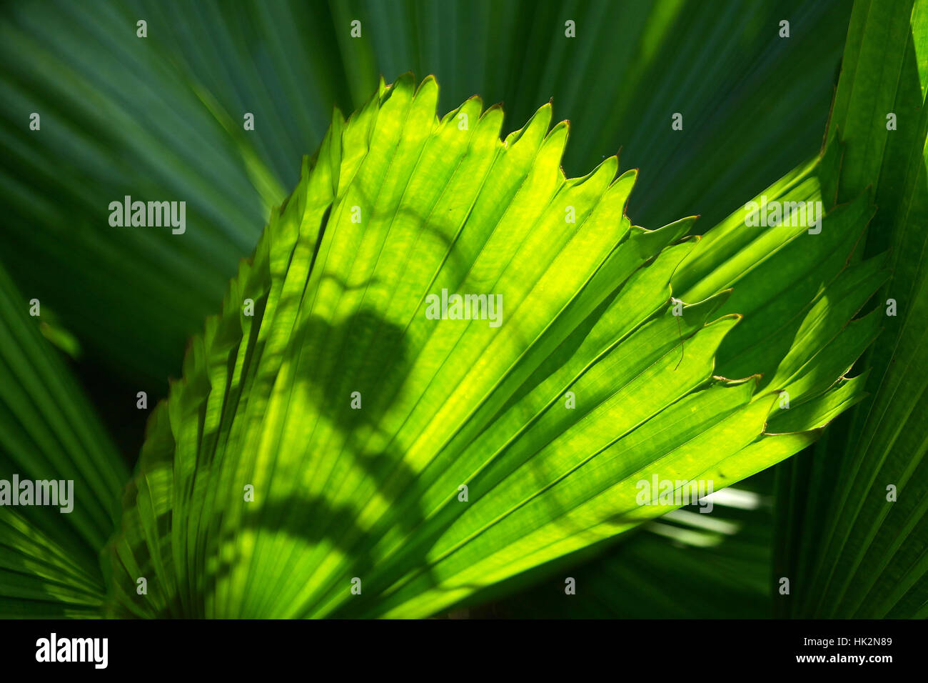 green, botany, detail admission, page, sheet, wallpaper, plant, nature ...