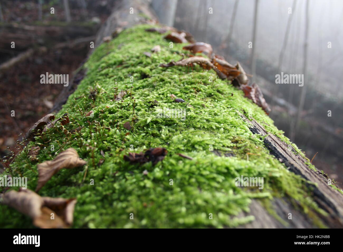 tree, trunk, decay, woods, moss, lawn, green, forest, fall, autumn ...