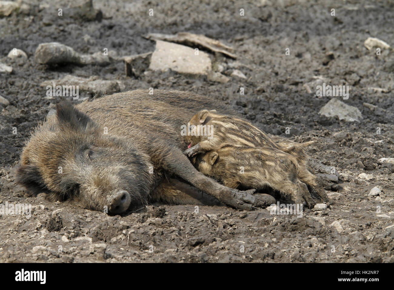 wild boar with piglets Stock Photo - Alamy