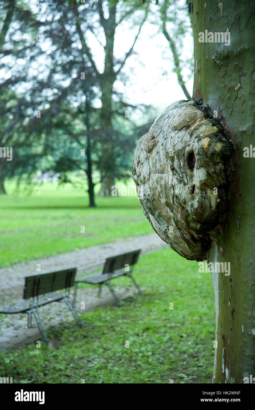 tree, park, bark, contagion, abscess, meadow, seat, bench, park bench ...