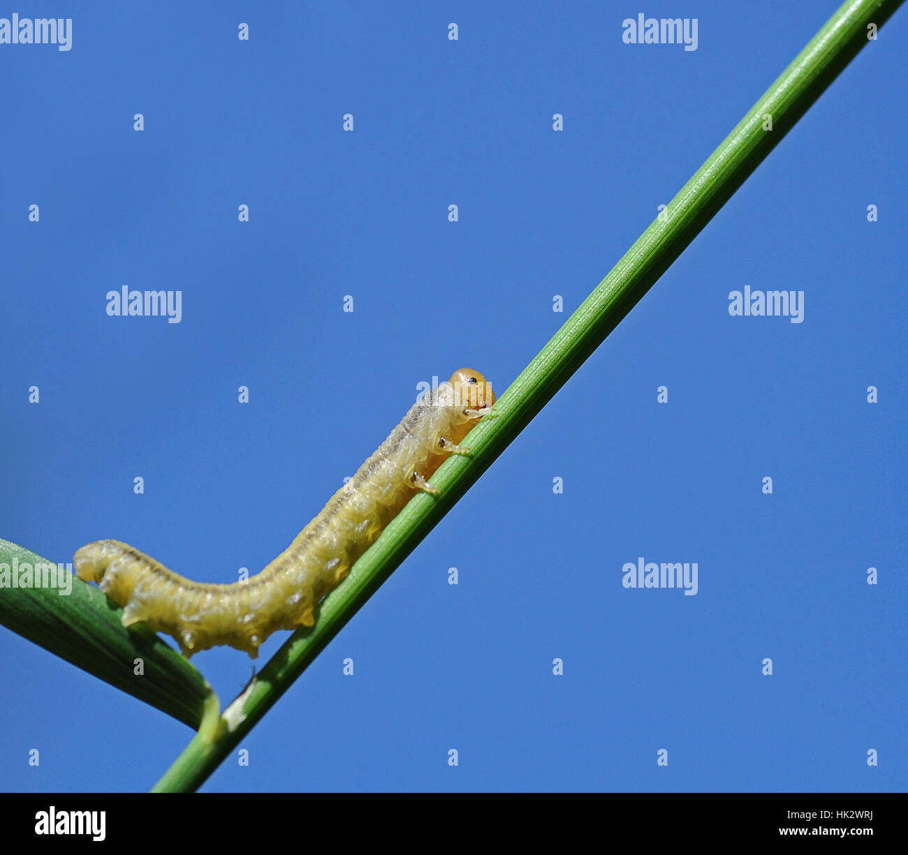 very hungry caterpillar Stock Photo - Alamy