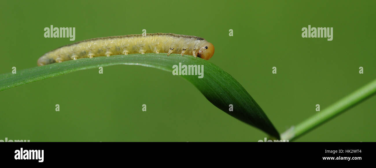 The very hungry caterpillar hi-res stock photography and images - Alamy