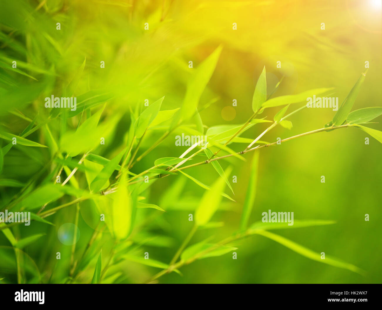 Celestial bamboo hi-res stock photography and images - Alamy