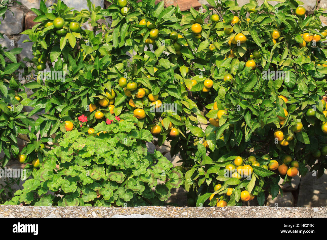 Low mandarin trees with ripe fruits. horizontal Stock Photo - Alamy