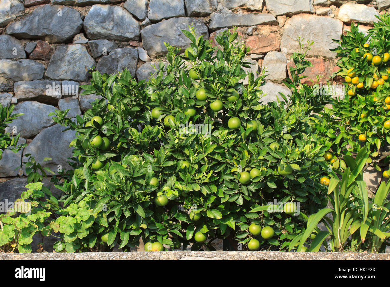 Unripe oranges in the tree. horizontal Stock Photo - Alamy