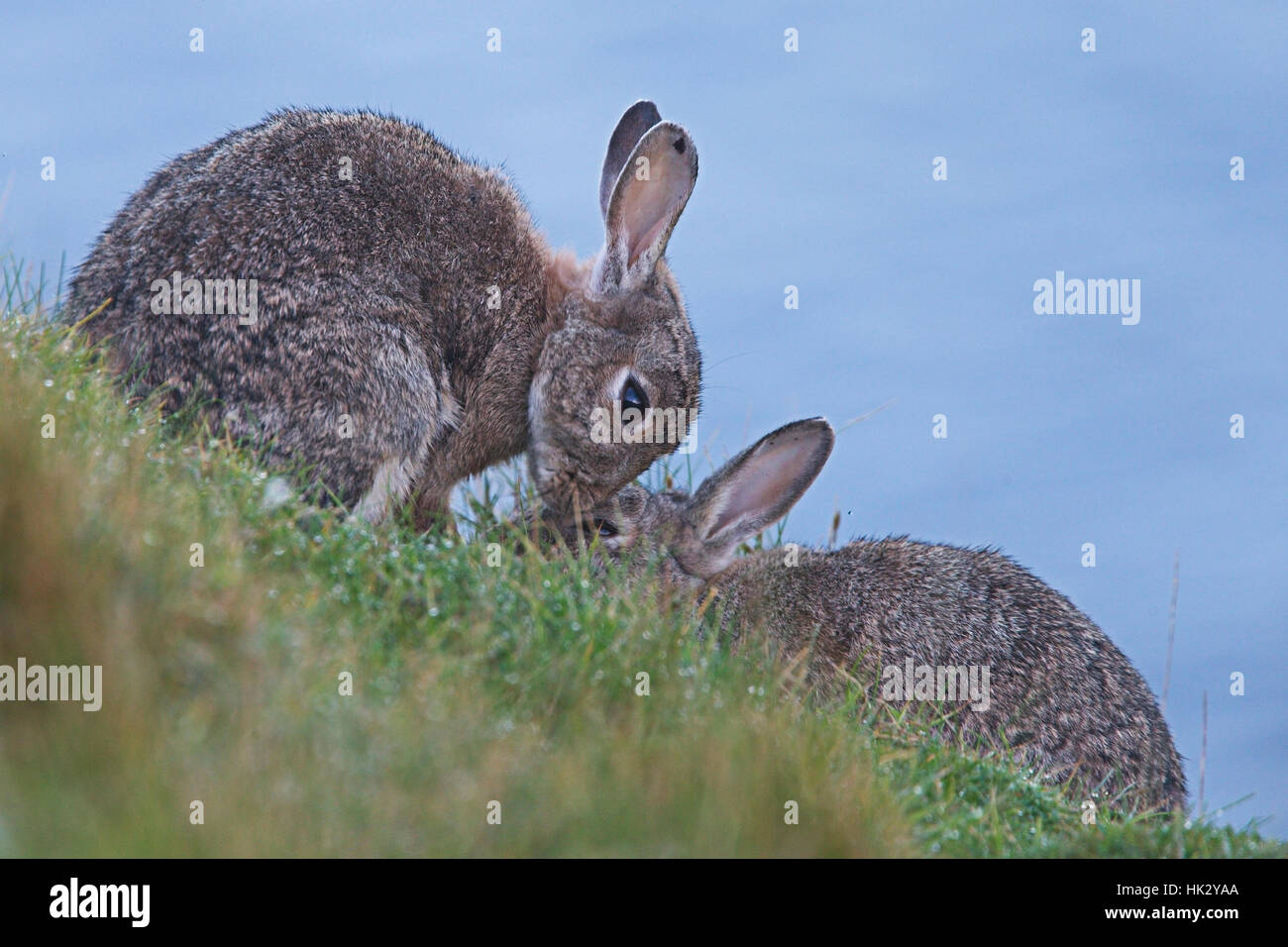 Rabbit, (Oryctolagus cuniculus), Shetland Islands, Scotland, UK Stock ...
