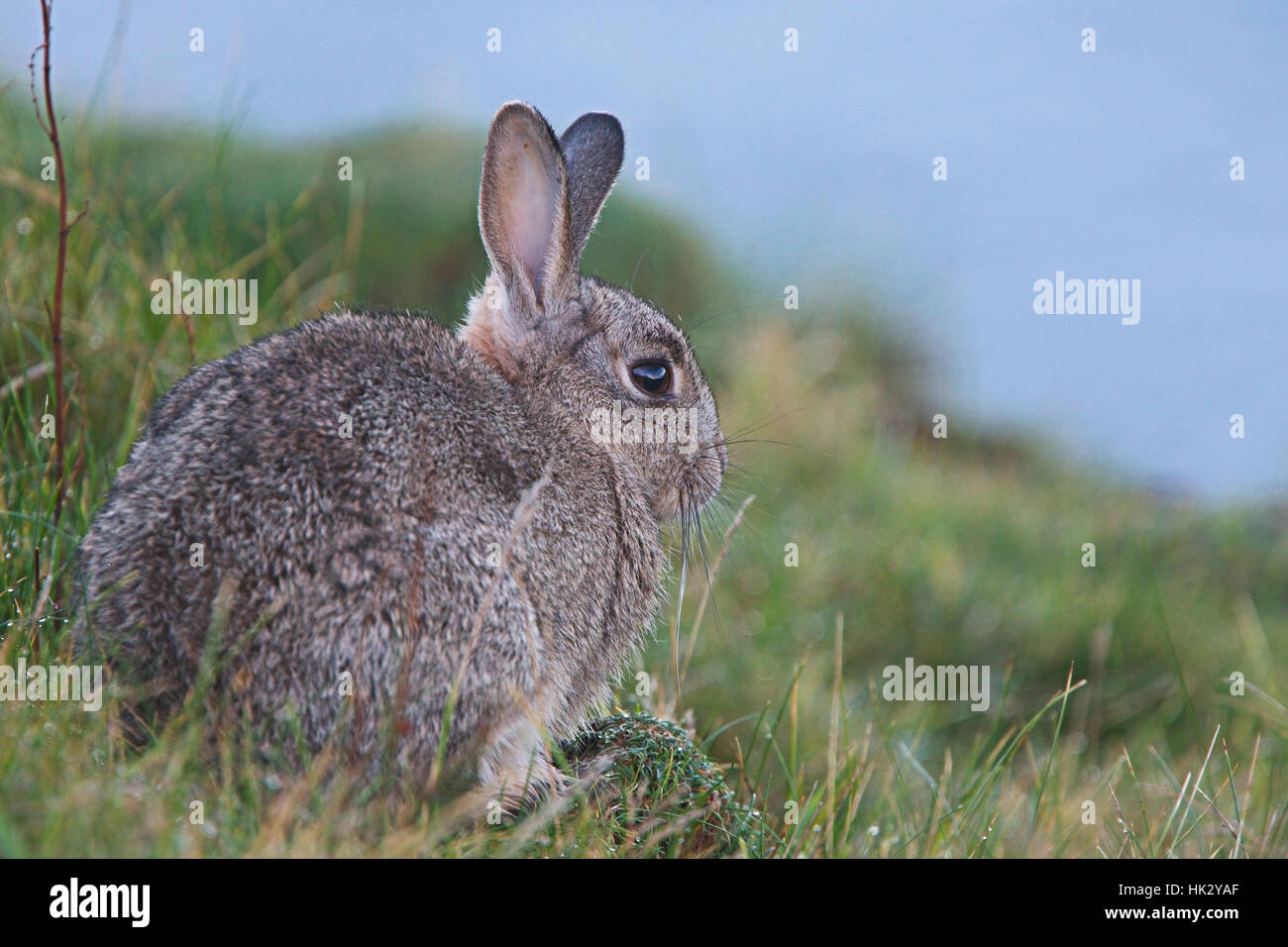 Rabbit, (Oryctolagus cuniculus), Shetland Islands, Scotland, UK Stock ...