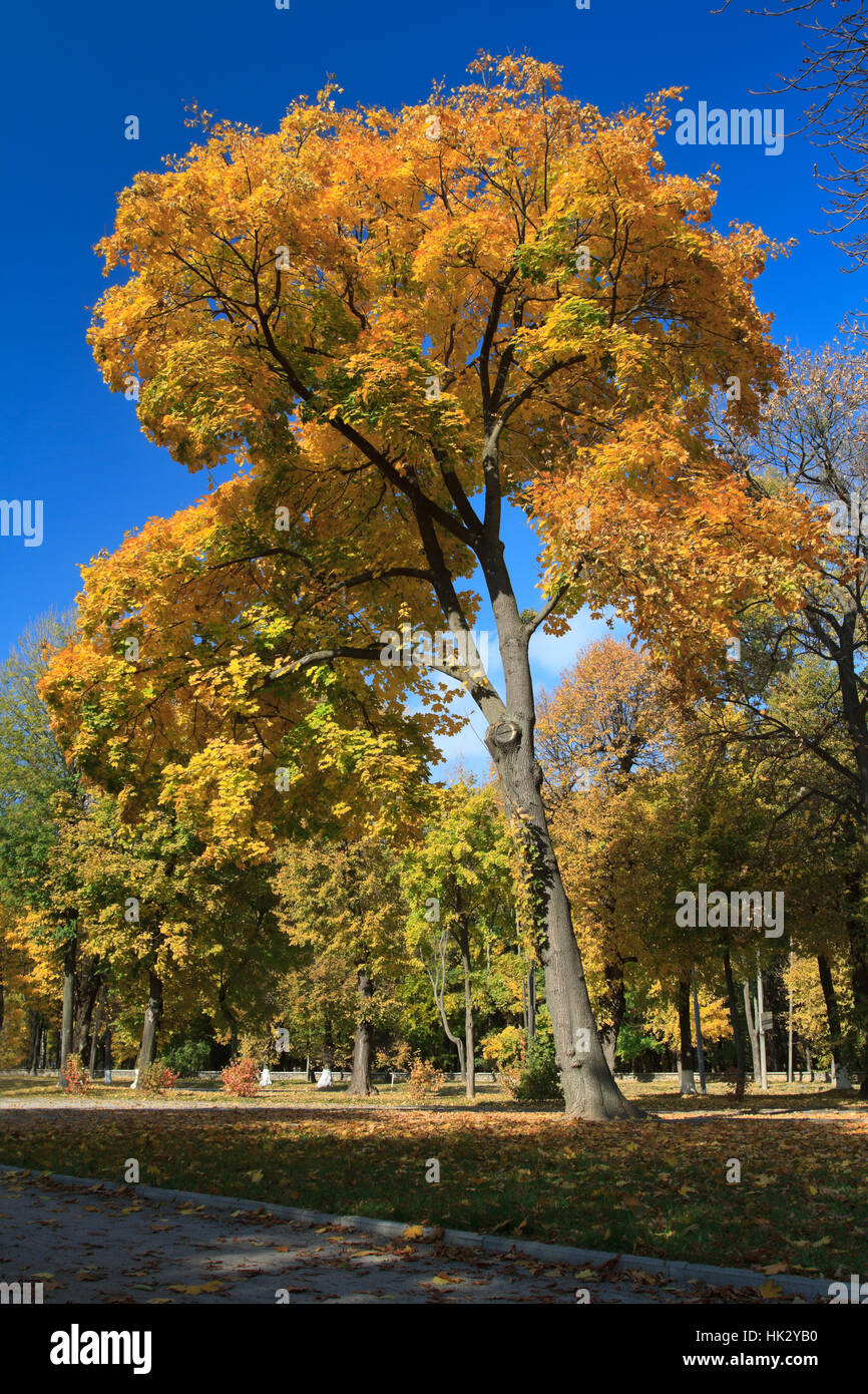 Maple tree landscape nature hi-res stock photography and images - Alamy