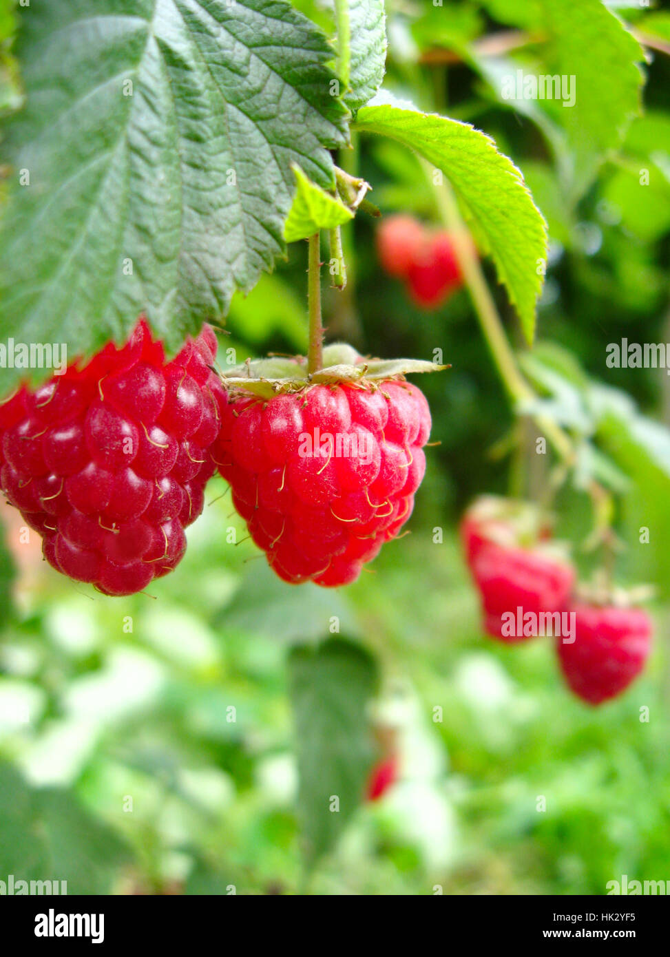 red and ripe raspberry in the garden Stock Photo - Alamy