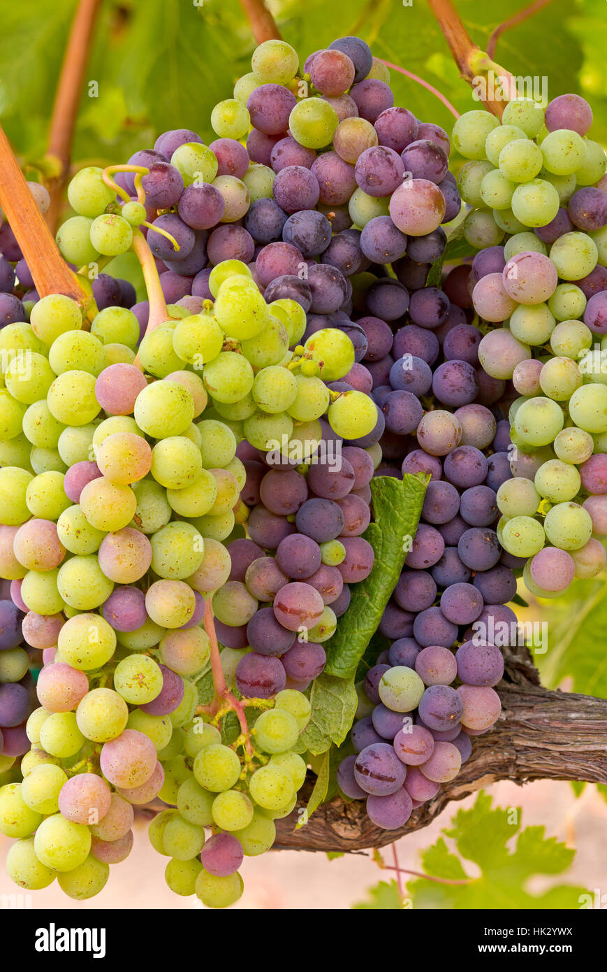Winery fields in spring with wild mustard plants and colorful grape ...