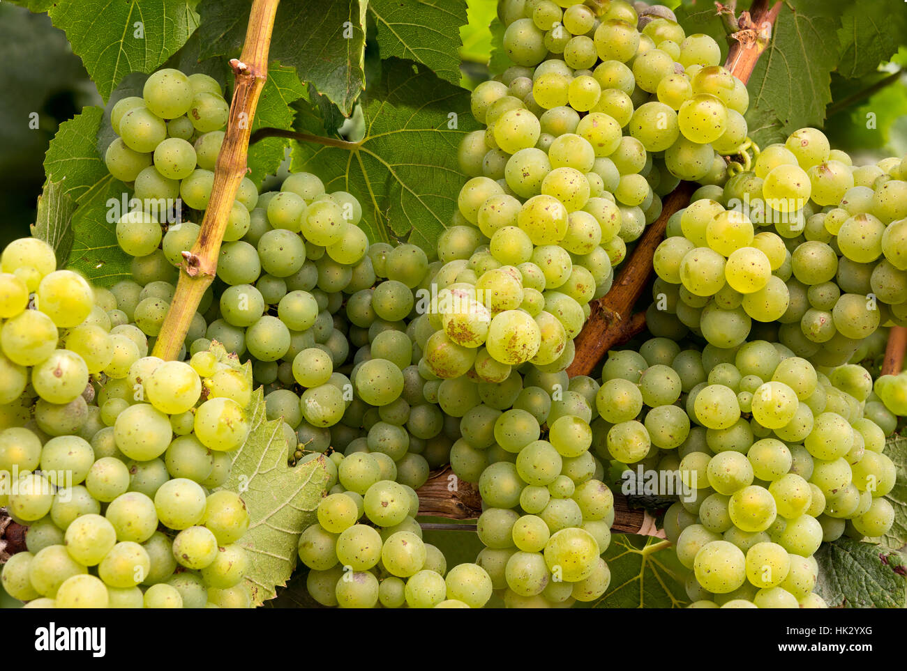 Winery fields in spring with wild mustard plants and colorful grape ...