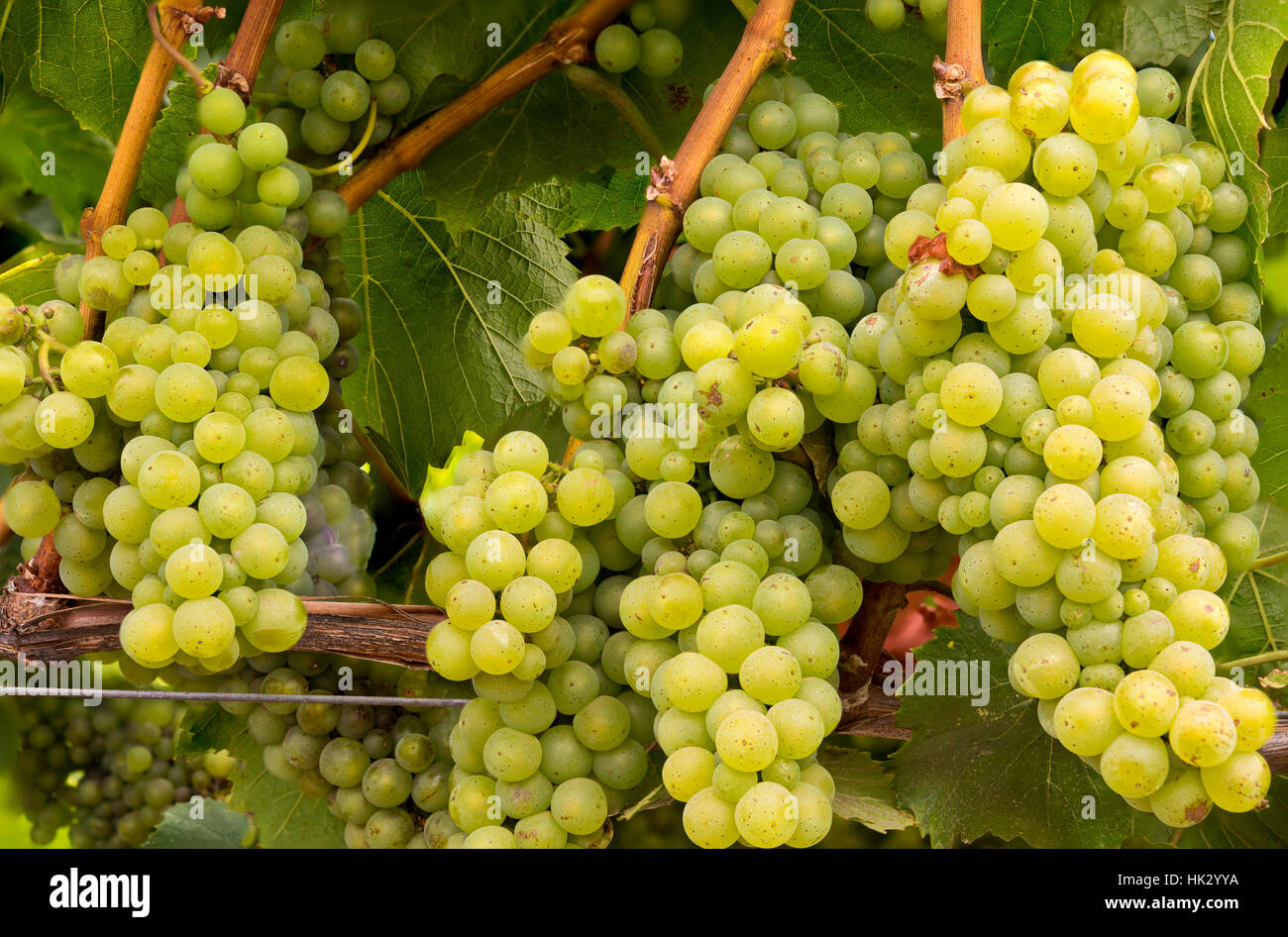 Winery fields in spring with wild mustard plants and colorful grape ...