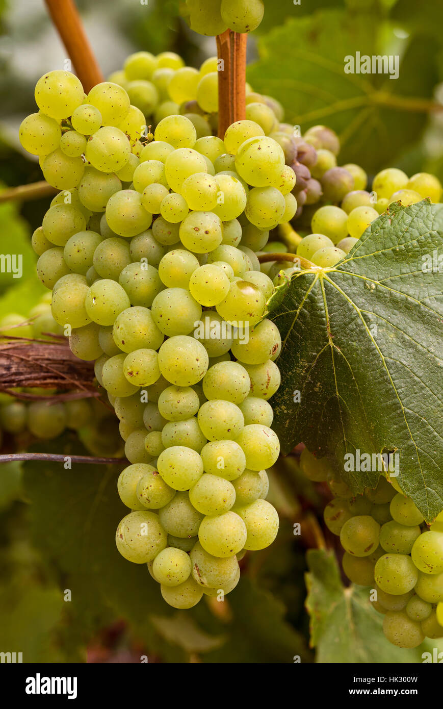 Winery fields in spring with wild mustard plants and colorful grape ...