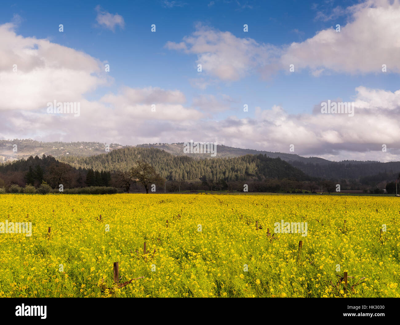 Winery fields in spring with wild mustard plants and colorful grape ...