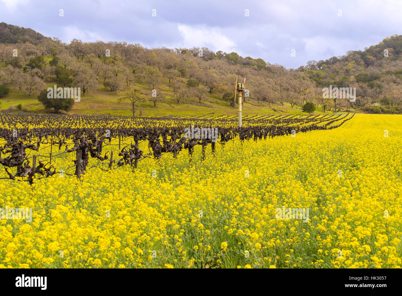 Winery fields in spring with wild mustard plants and colorful grape ...