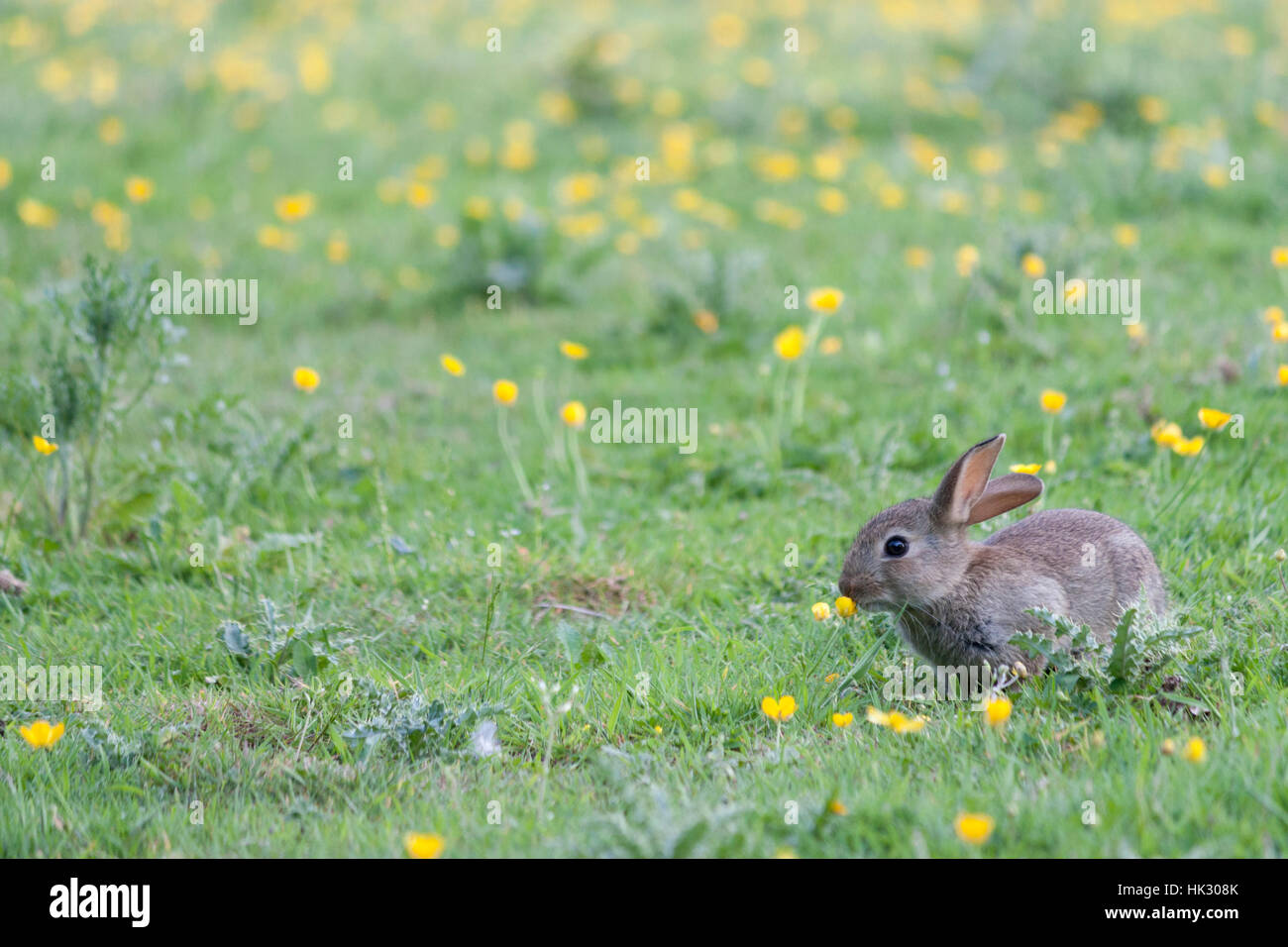Wildlife: European rabbit or common rabbit (Oryctolagus cuniculus Stock ...
