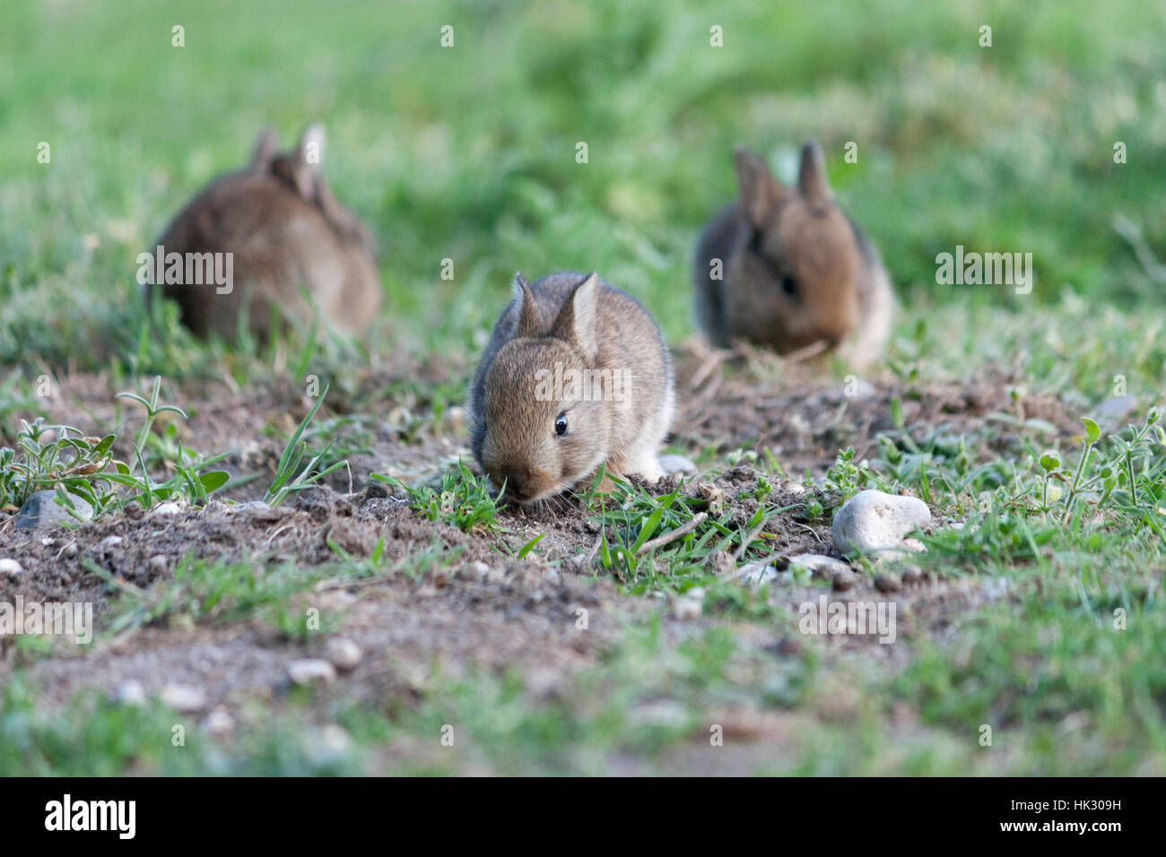 Wildlife: European rabbit or common rabbit (Oryctolagus cuniculus ...