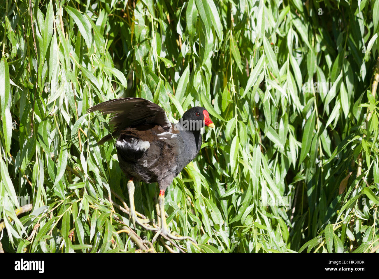Swamp chicken hi-res stock photography and images - Alamy