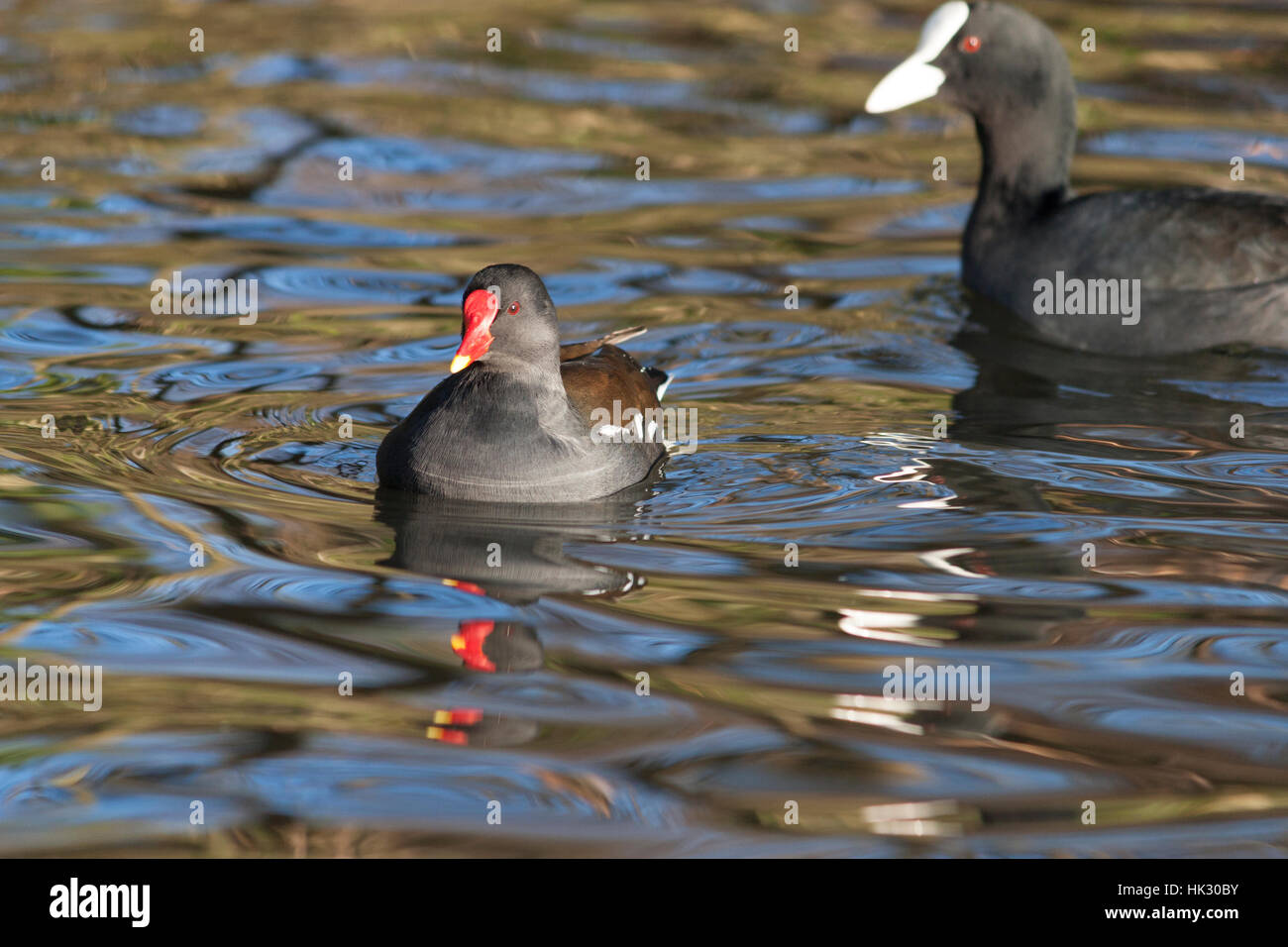 Wildlife: common moorhen (Gallinula chloropus). Aka Swamp Chicken Stock ...