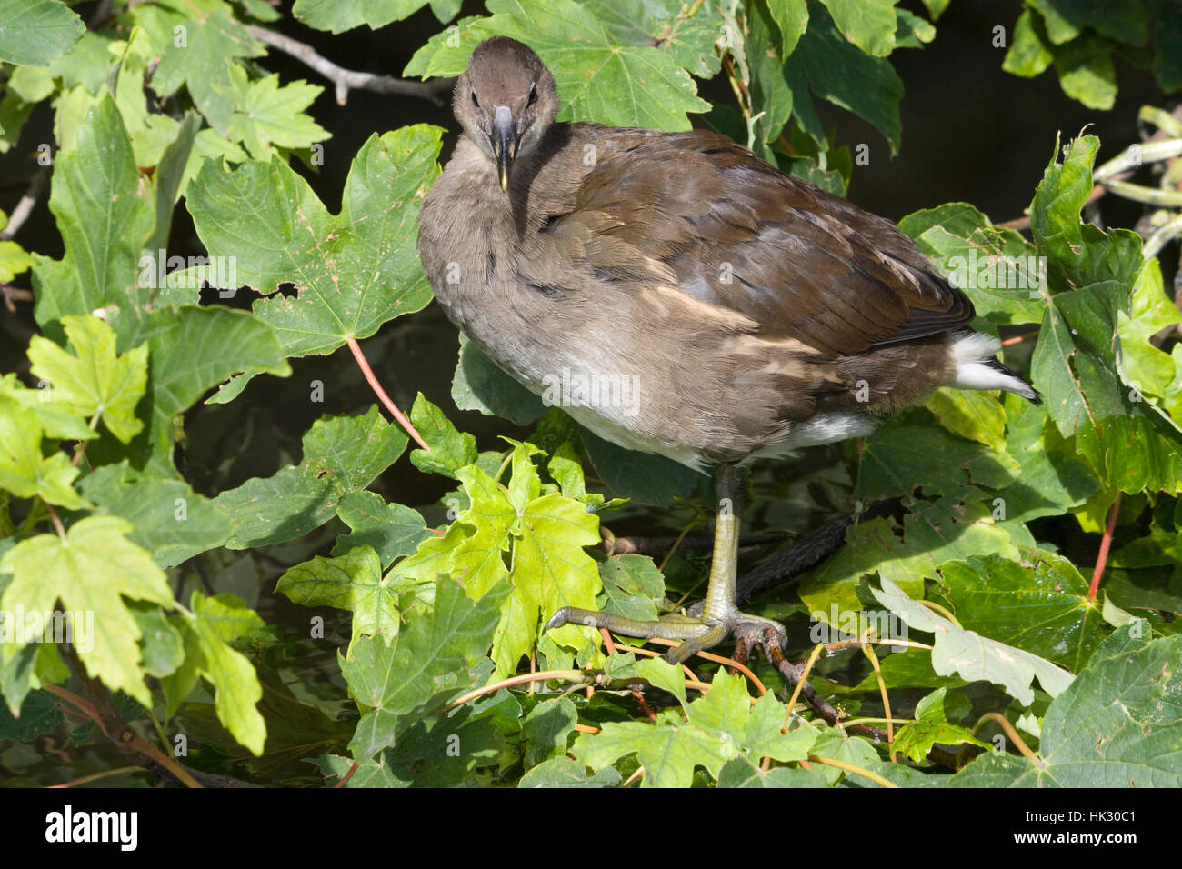 Wildlife: juvenile common moorhen (Gallinula chloropus). Aka Swamp ...