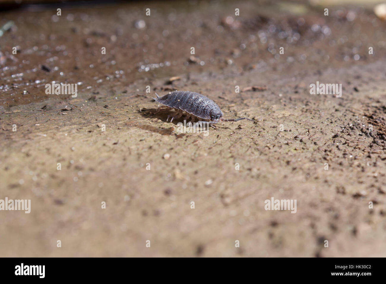 Wildlife: common woodlouse (Oniscus asellus Stock Photo - Alamy