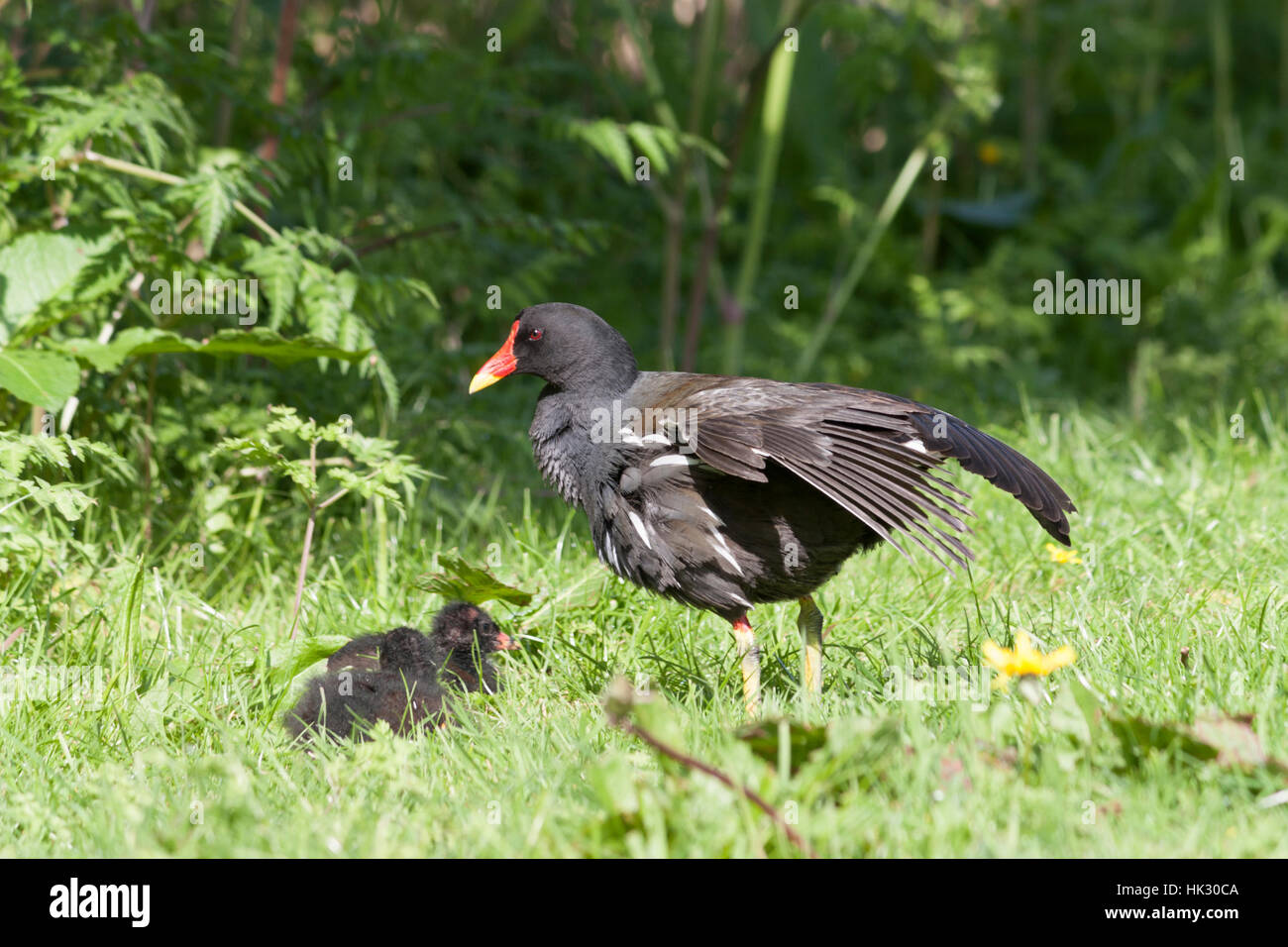 Wildlife: common moorhen (Gallinula chloropus). Aka Swamp Chicken ...