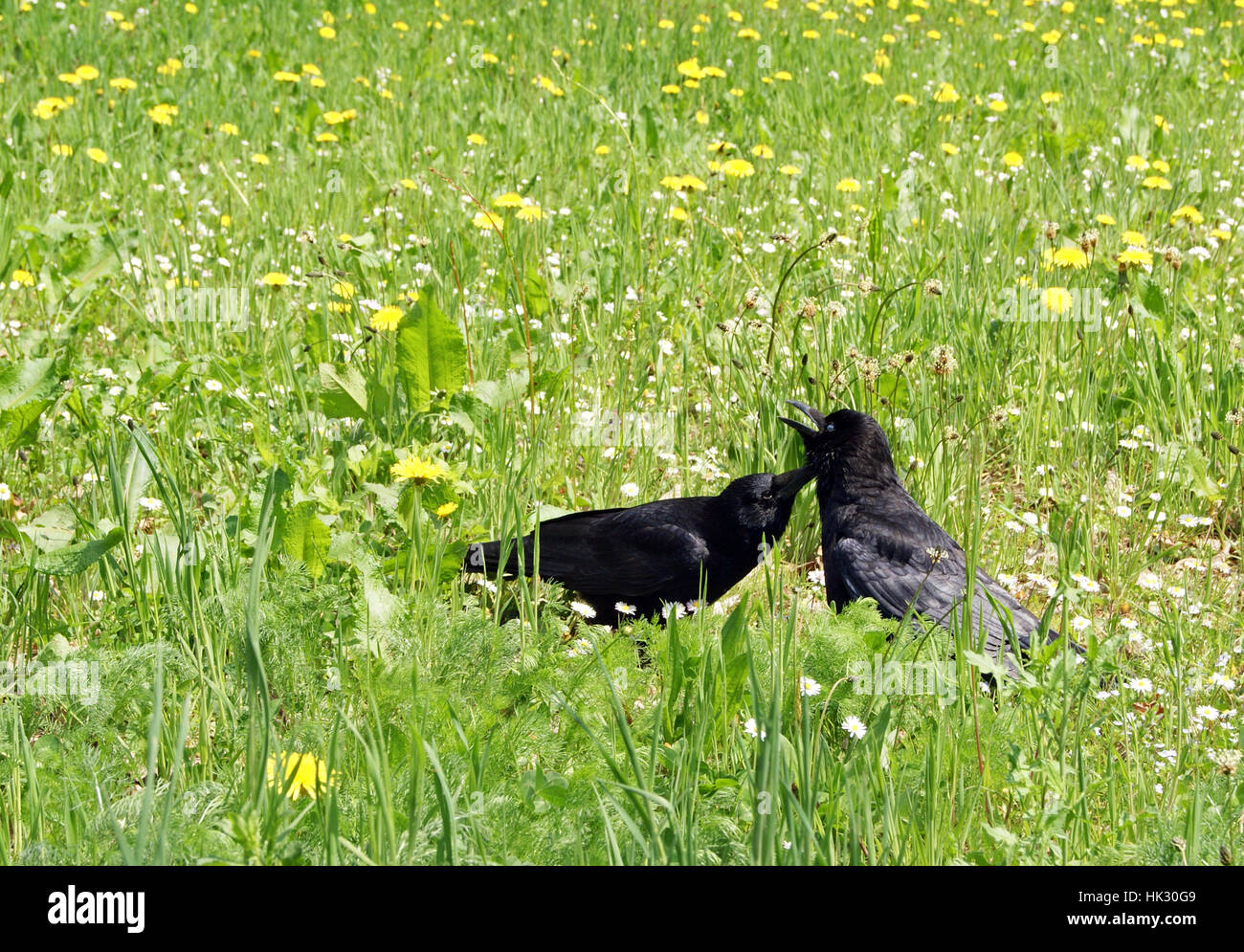 park, playful, spring, beak, carrion crow, beaks, meadow, couple, pair ...