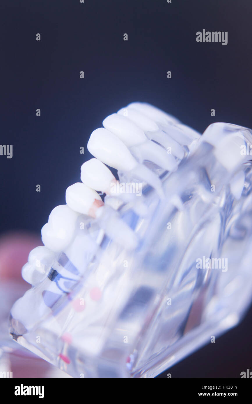 Dentists tooth plastic model used for teaching, learning and patient ...