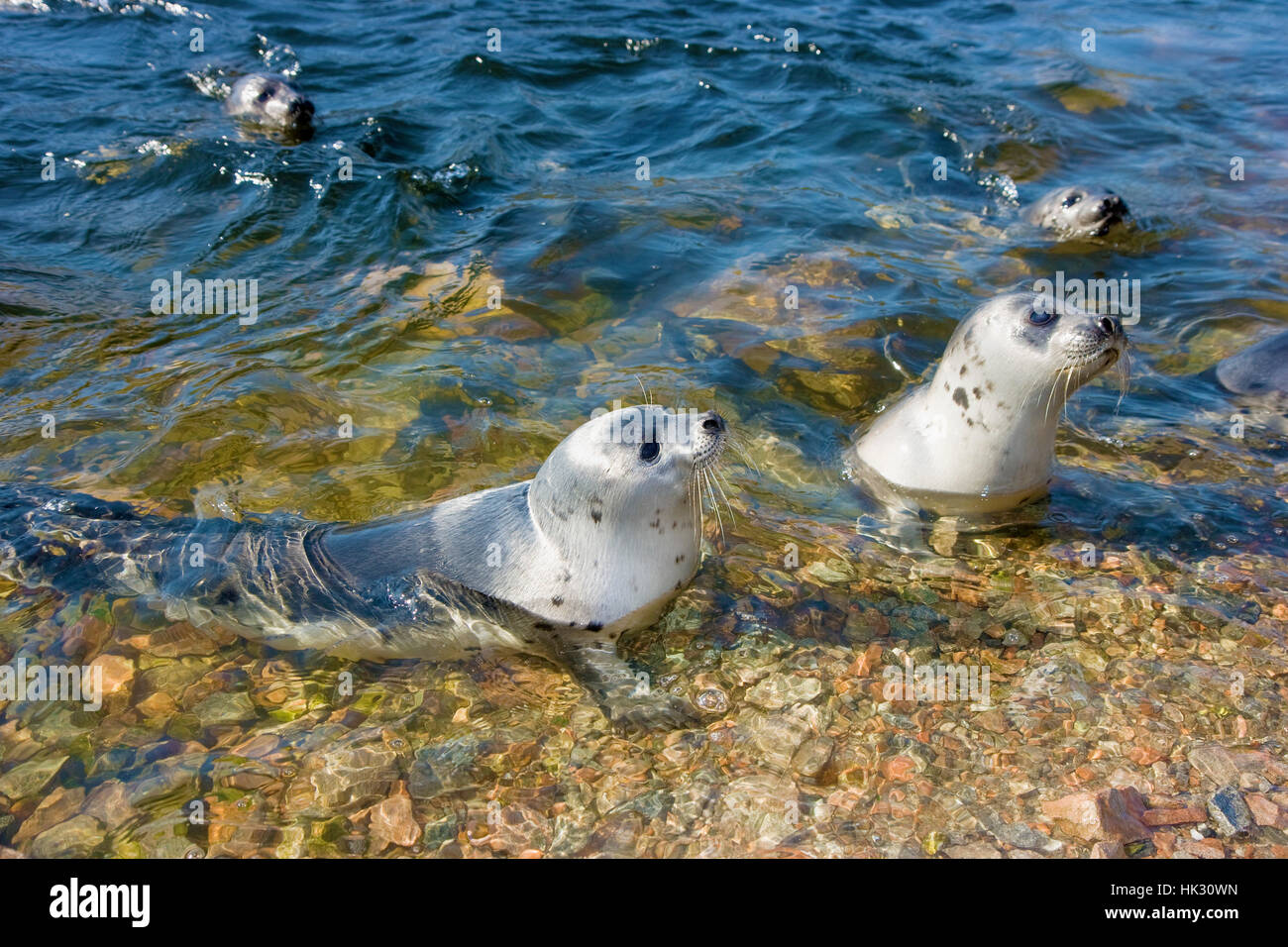 stone, animal, mammal, fauna, wild, new, beach, seaside, the beach ...
