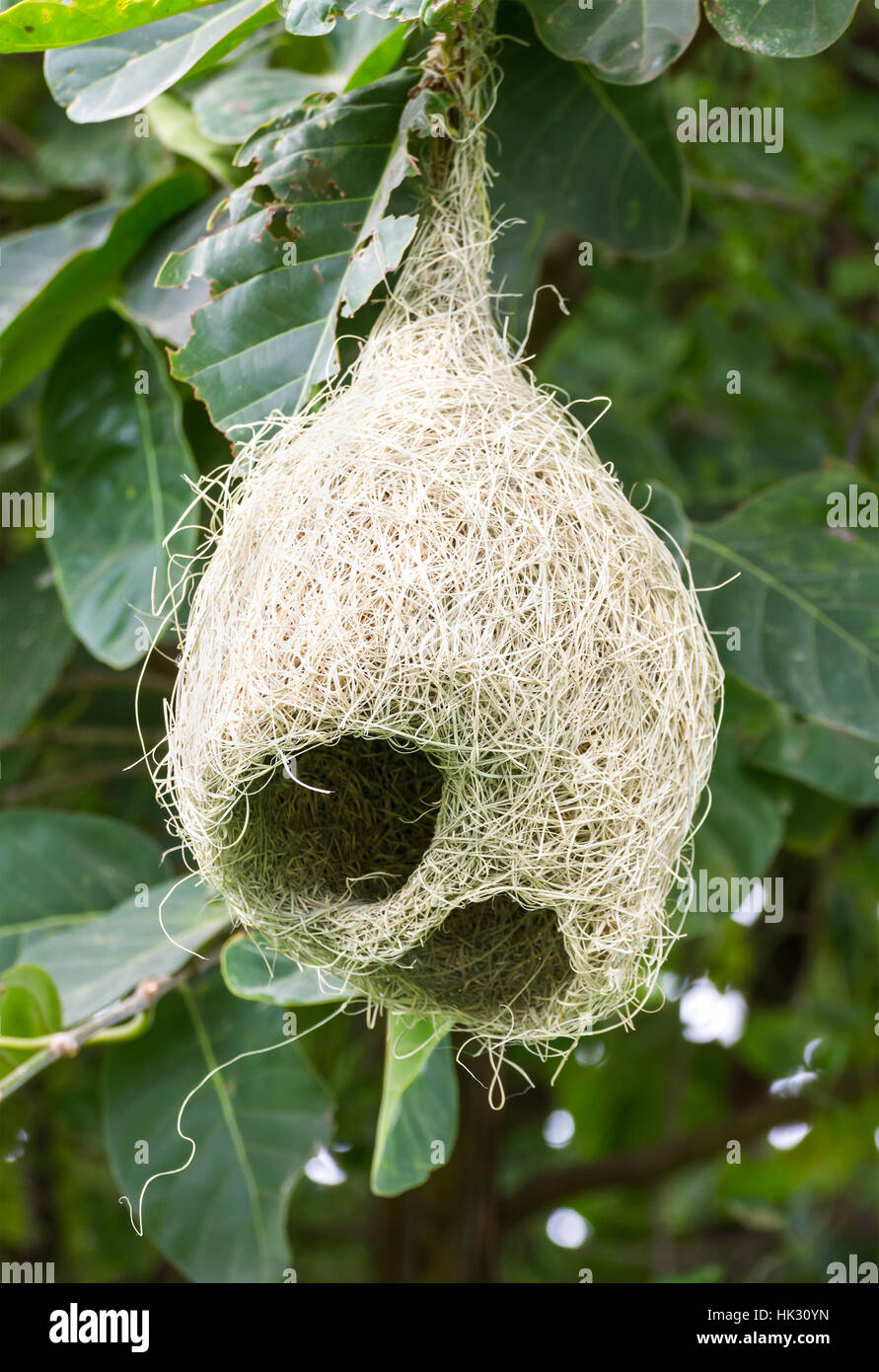 house, building, tree, animal, bird, wing, nest, branch, wildlife ...