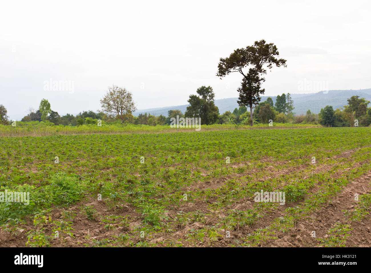 food, aliment, leaf, tree, ground, soil, earth, humus, agriculture ...