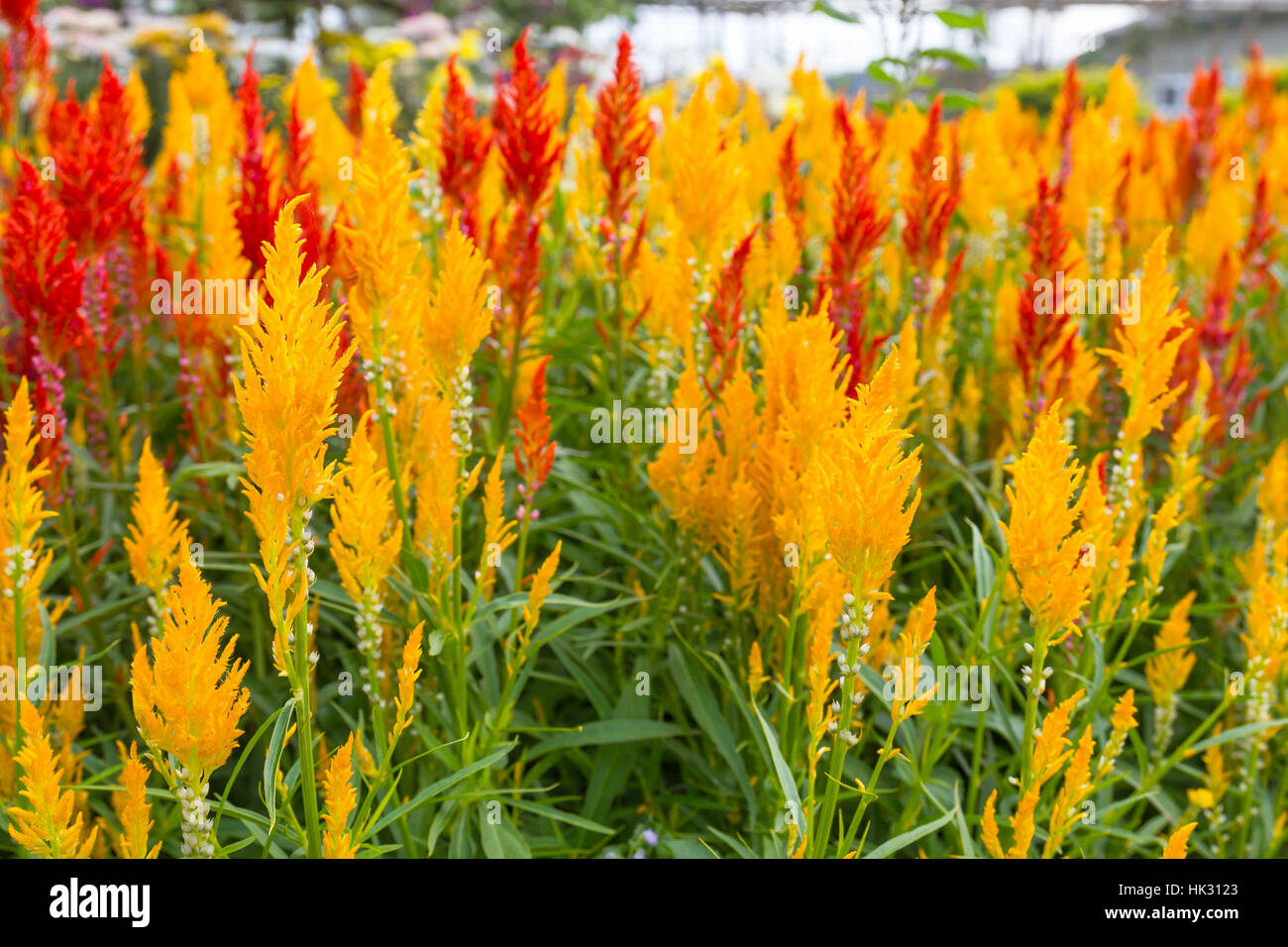 leaf, park, garden, flower, plant, bloom, blossom, flourish ...