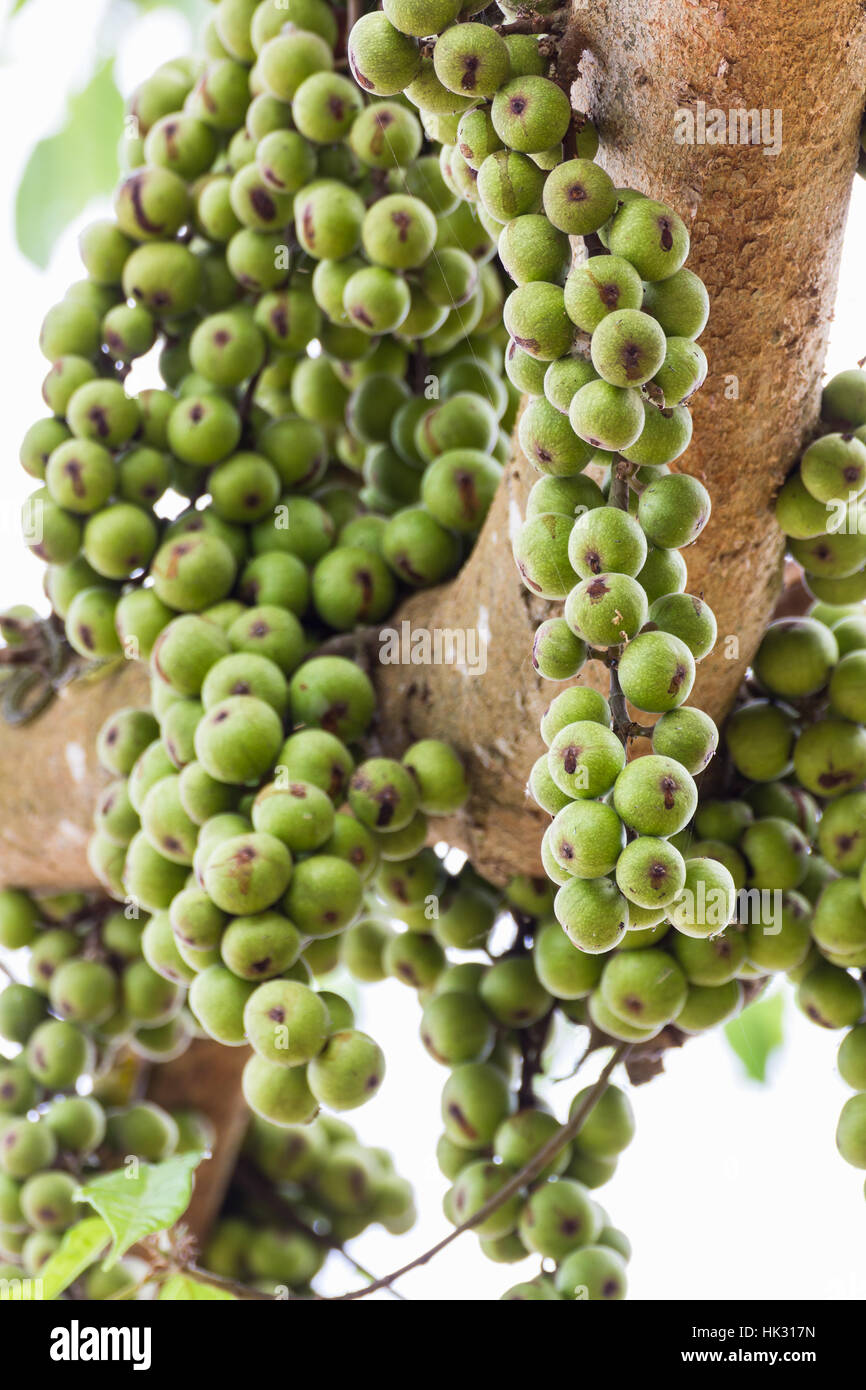 food, aliment, leaf, health, closeup, tree, garden, agriculture ...