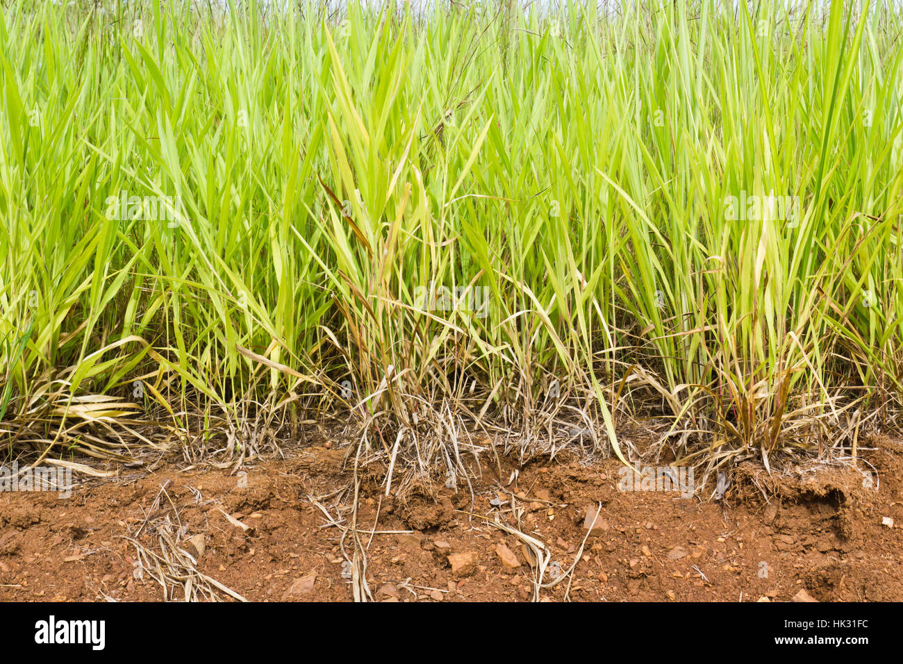 environment, enviroment, park, space, ground, soil, earth, humus, brown ...