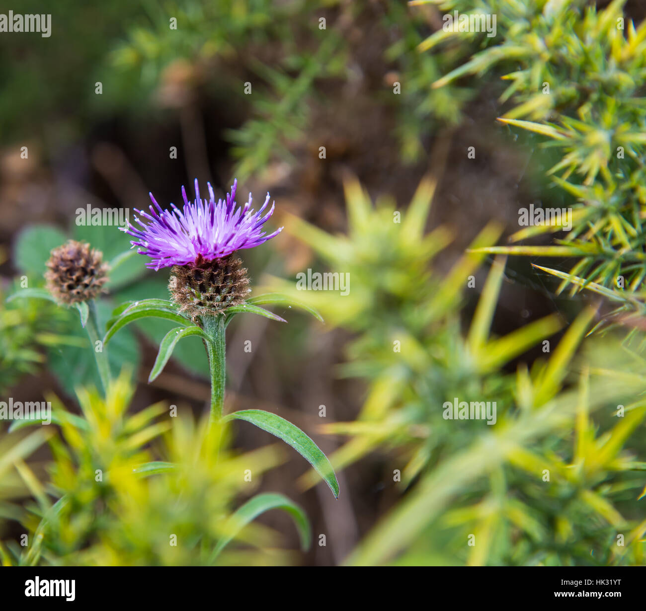 Centaurea nigra knapweed hardheads hi-res stock photography and images ...