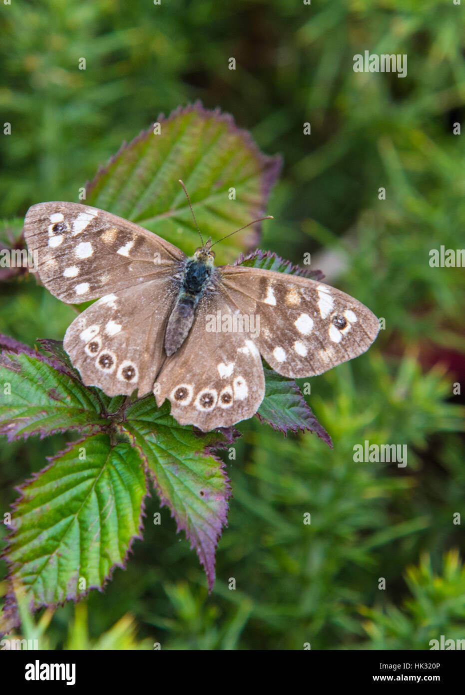 Speckled Wood butterfly Stock Photo - Alamy