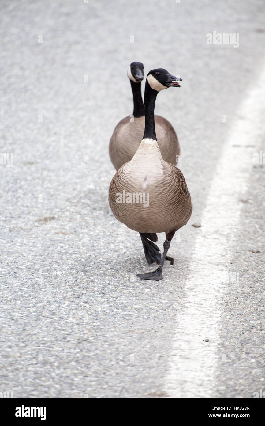 bird, feathers, goose, ornithology, pair, bird, wild, canada, feathers ...